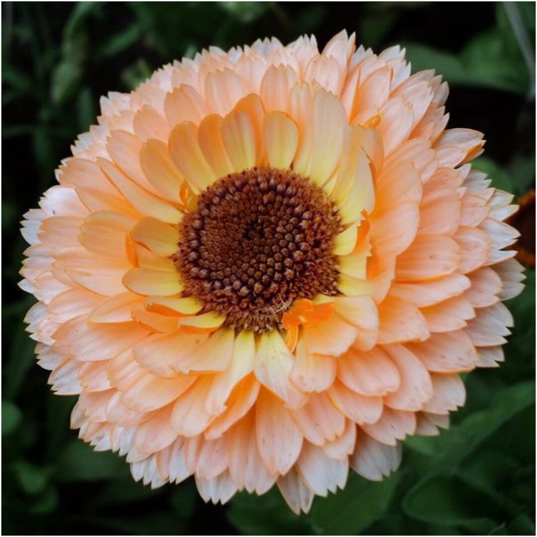 100 Calendula Flower Seeds - Pink Surprise - Etsy