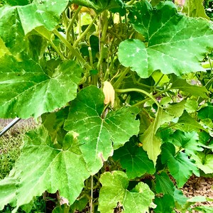 Heirloom Zucchini, Vining Squash Seeds - Tromboncino, Rampicante ...