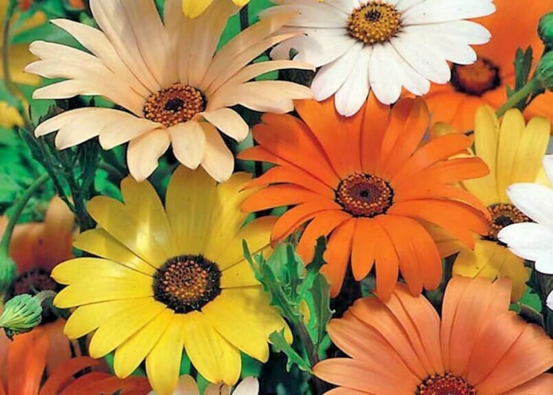 200 African Daisy Flower Mix Seeds, Zones 3-10 - Etsy