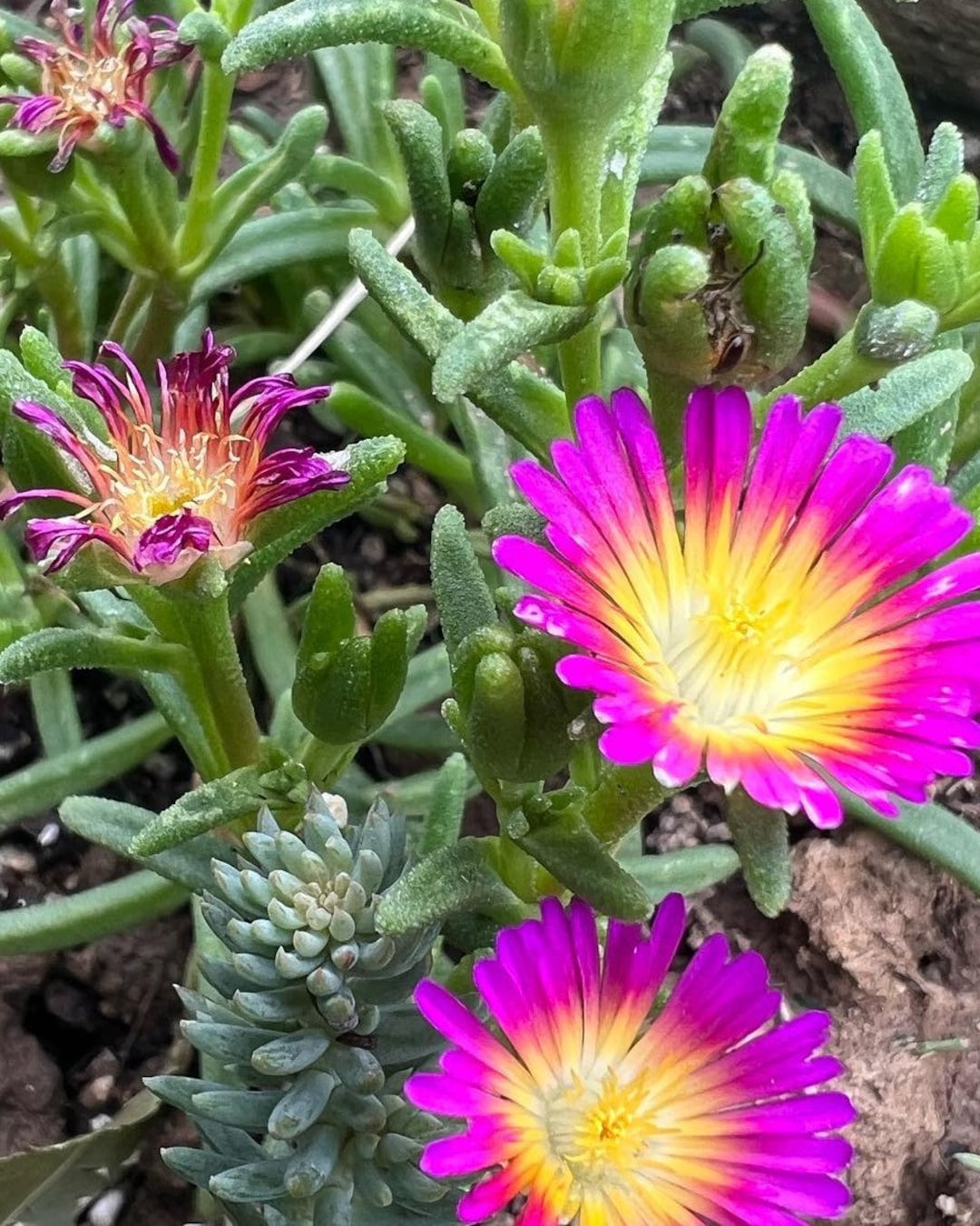 200 Iceplant Flower Seed Mix, Ground Cover, Rainbow Mix Flower Seeds ...