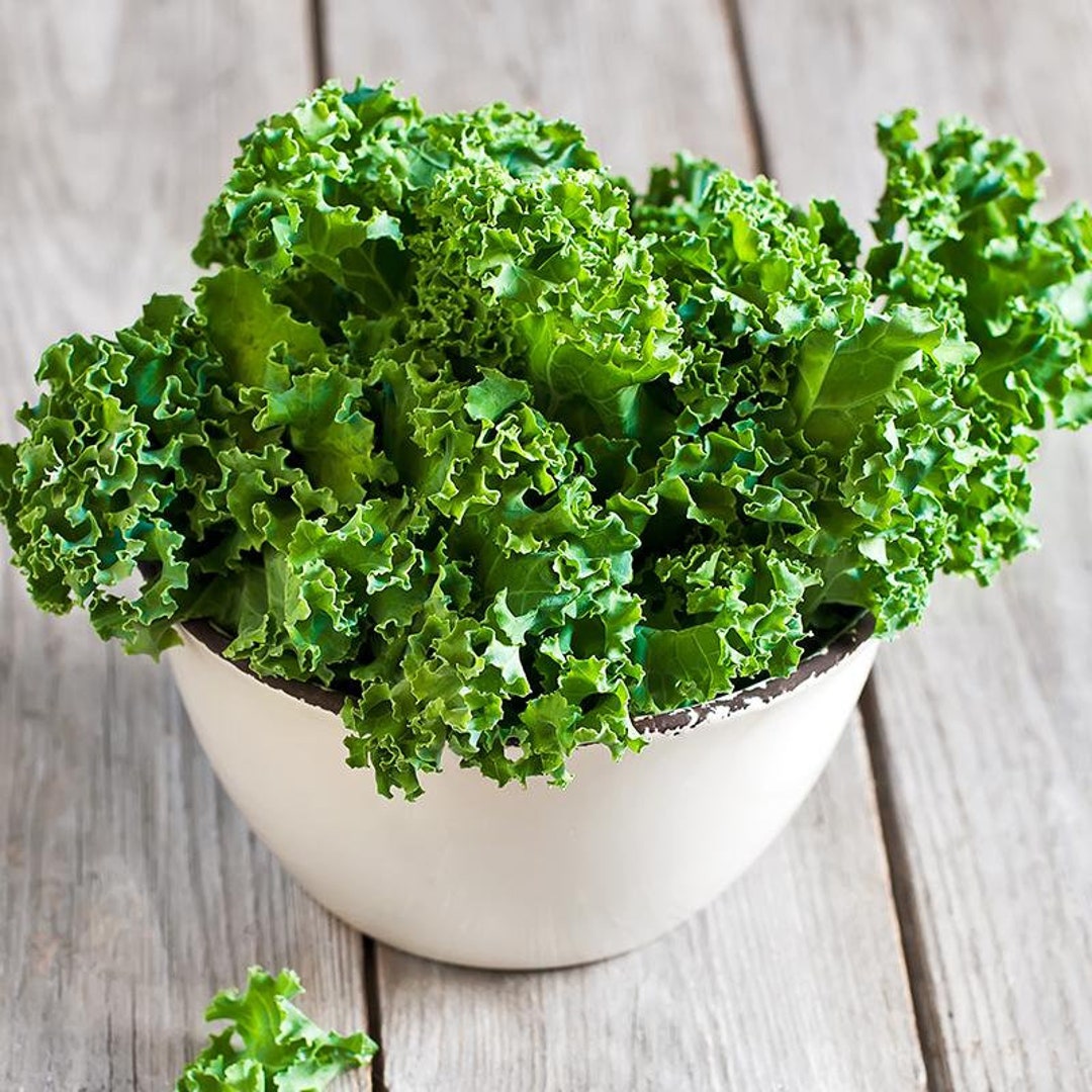 Kale, Dwarf Siberian - 200 Seeds - Heirloom Vegetable, Open Pollinated ...