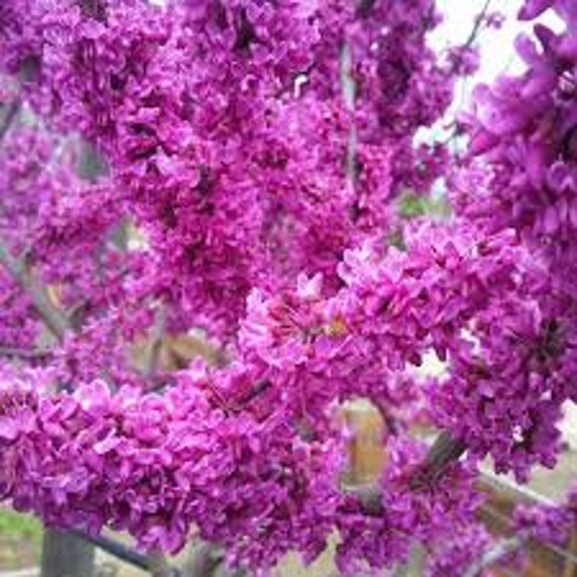 15 Heirloom Chinese Redbud Tree Seeds. USA Beautiful Pink - Etsy