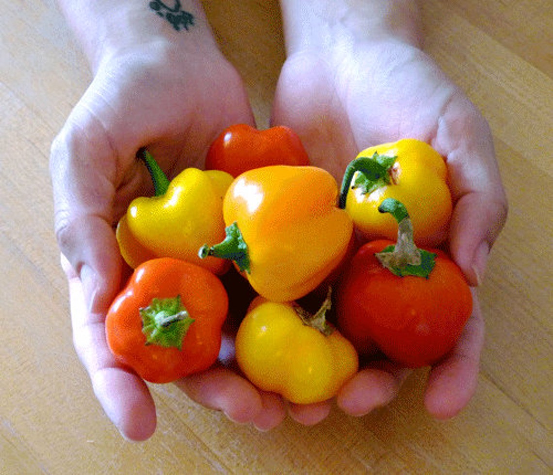 30 Mini Bell Pepper Mix Seeds | Heirloom | Organic | Non Gmo - Etsy