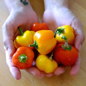 30 Mini Bell Pepper Mix Seeds | Heirloom | Organic | Non Gmo - Etsy