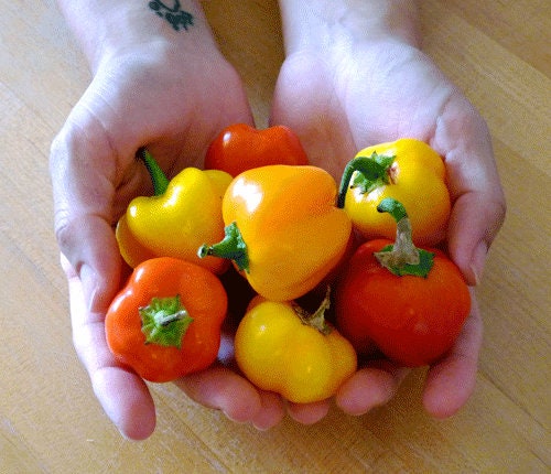 30 Mini Bell Pepper Mix Seeds | Heirloom | Organic | Non Gmo - Etsy