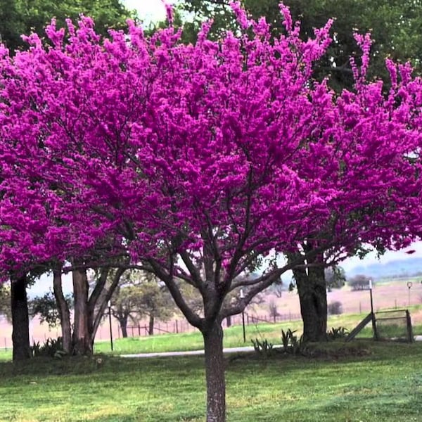 Redbud Tree - Etsy