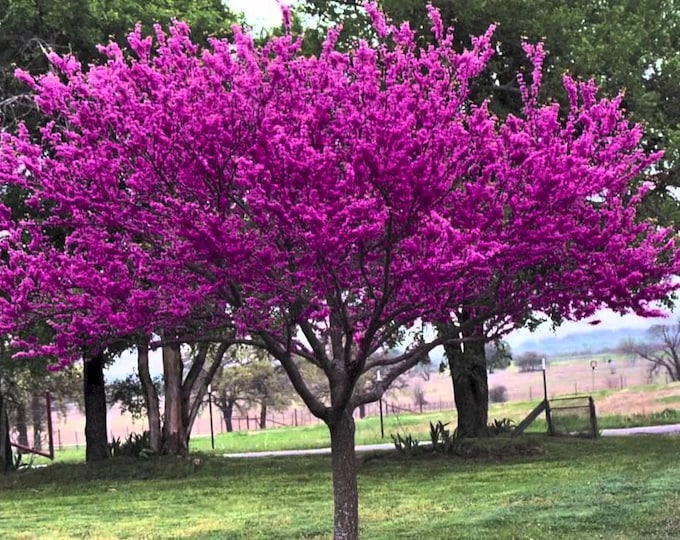 15 Heirloom Chinese Redbud Tree Seeds. USA Beautiful Pink - Etsy