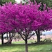 15 Heirloom Chinese Redbud Tree Seeds. USA Beautiful Pink - Etsy