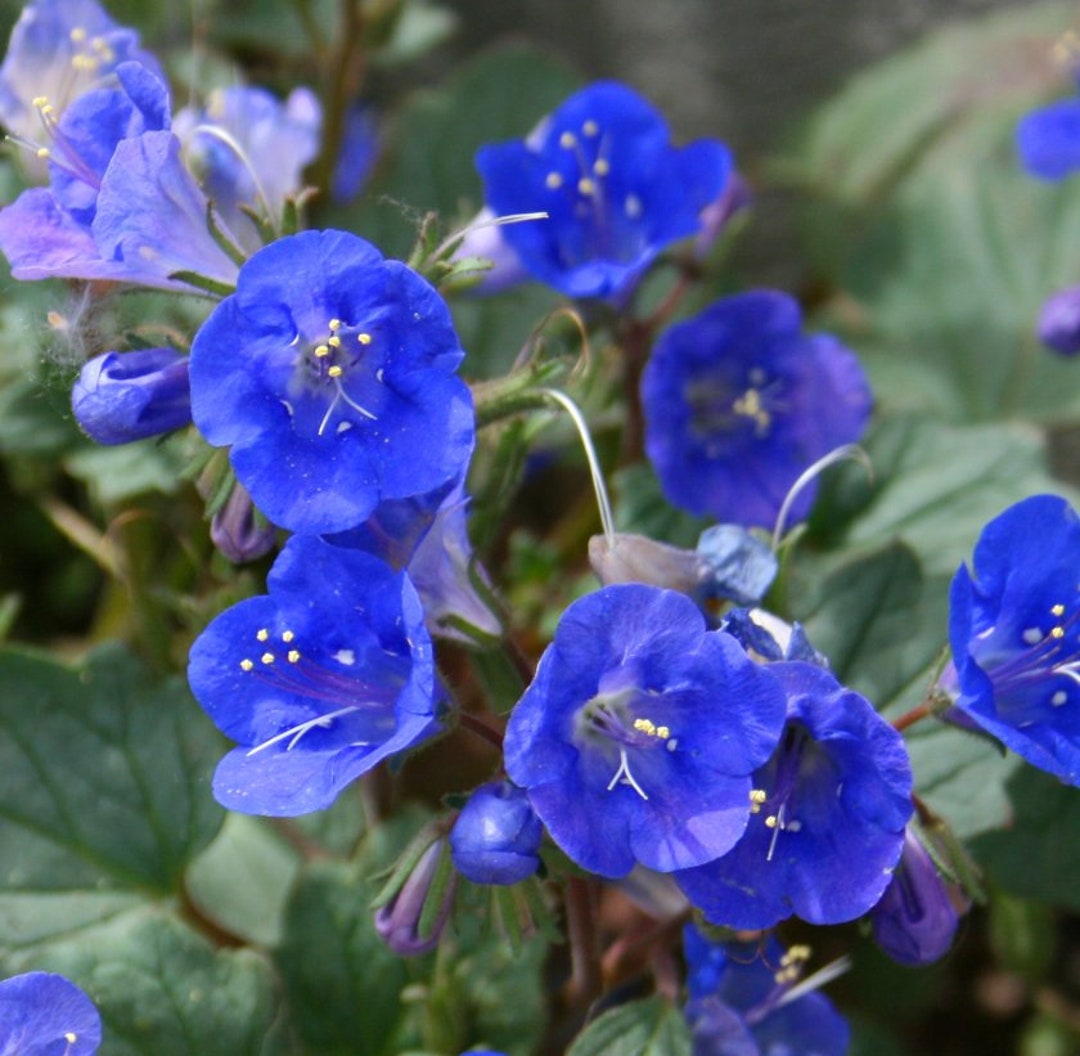 California Bluebell Flower Seeds: Easy Grow, Rich Blue Blooms - Etsy