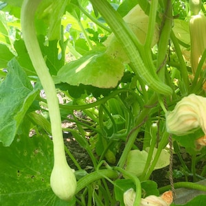 Heirloom Zucchini, Vining Squash Seeds - Tromboncino, Rampicante ...