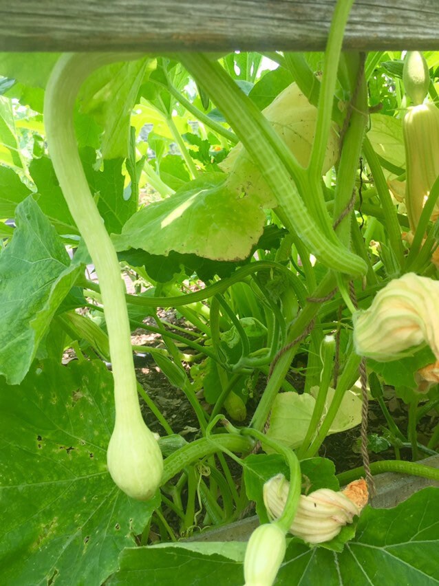 Heirloom Zucchini Vining Squash Seeds Tromboncino - Etsy