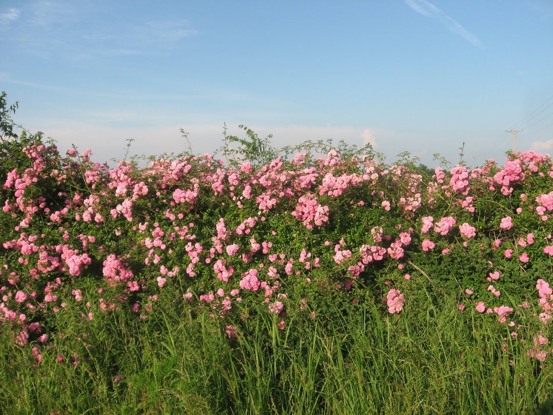 20 Prairie Wild Rose Seeds, Pink Rose, Arkansas Rose, Climbing Rose ...
