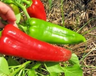 Aleppo Chile Hot Pepper Premium Seed Packet More - Etsy