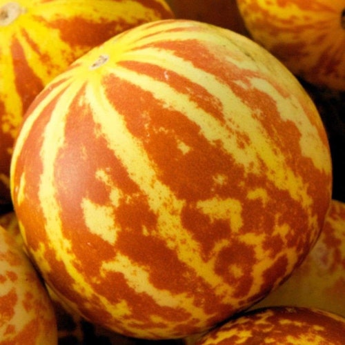 20 Tigger Melon Seeds Rare Mini Melon Organic Fragrant - Etsy
