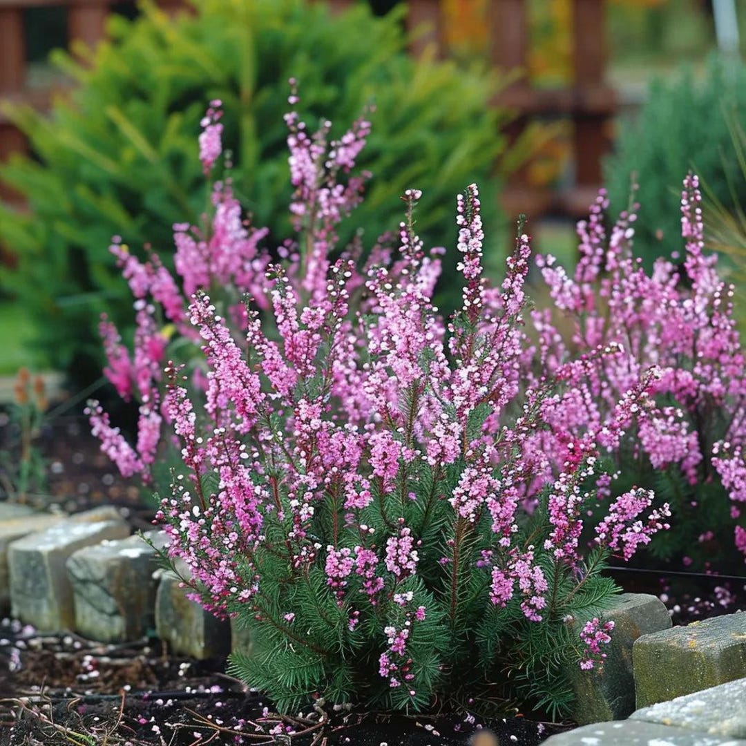 100 Heather Seeds - Etsy