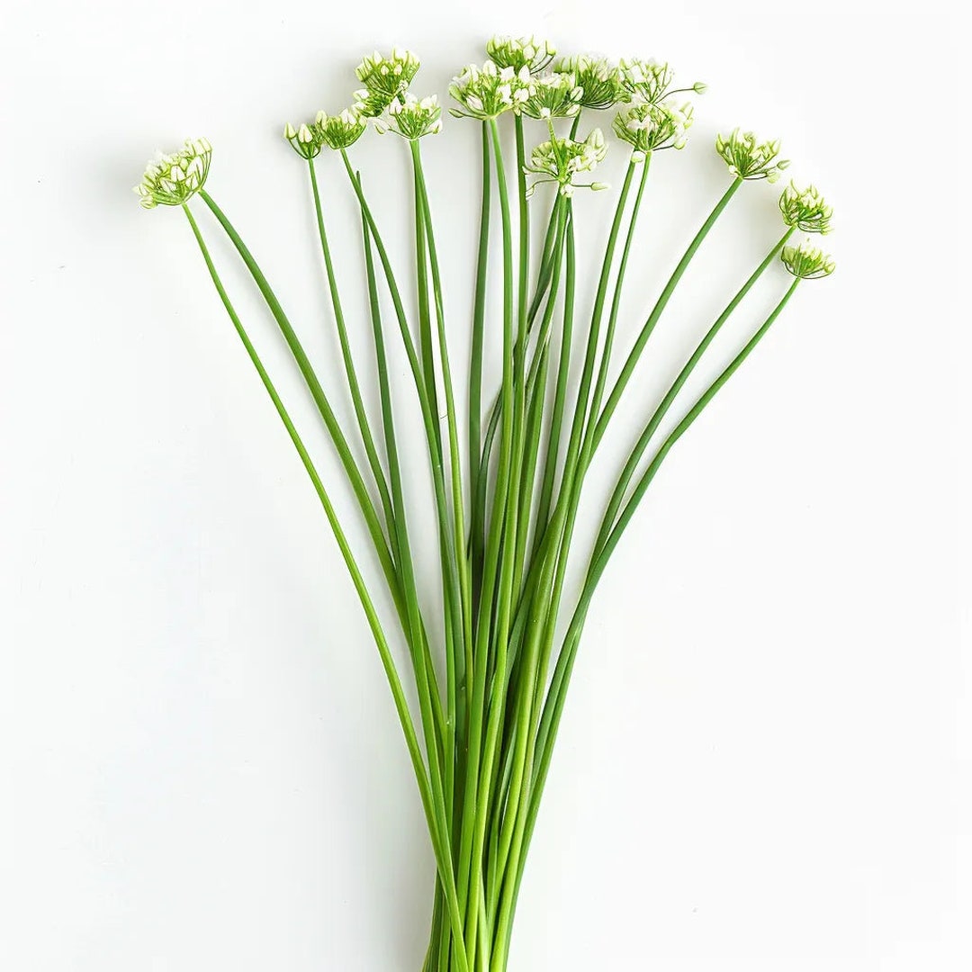 150 Chinese Spring Onion Seeds - Etsy