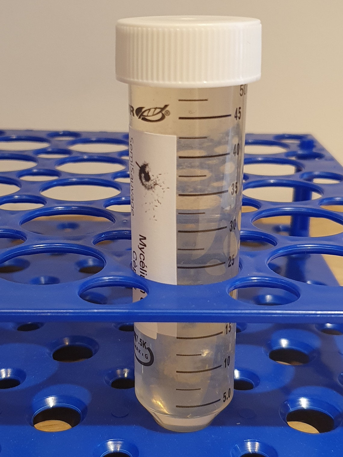 Perigord Black Truffle Mycelium Mushroom Grow Kit Grow - Etsy