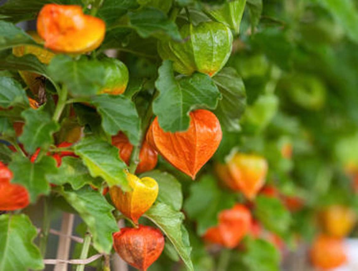 100 Physalis Seeds fruit vegetable gardens ORGANIC method | Etsy