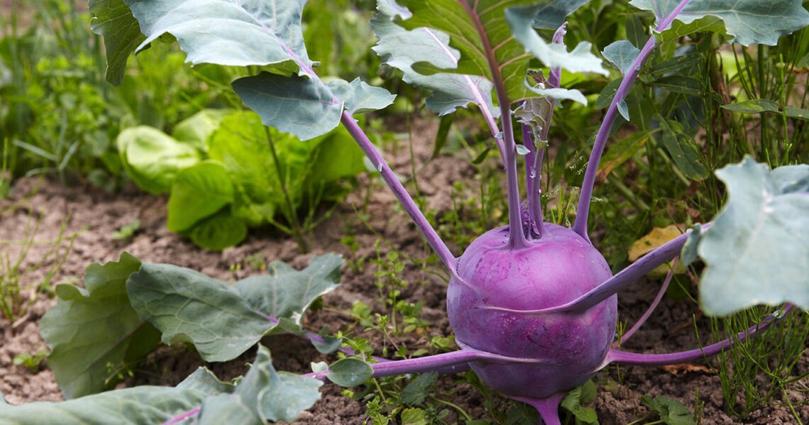 300 Graines de Chou Rave Delicatess Violet légume ancien - Etsy France