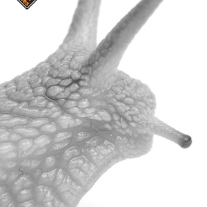 Animal Prints Slug Poster Printable Digital Download Bedroom - Etsy