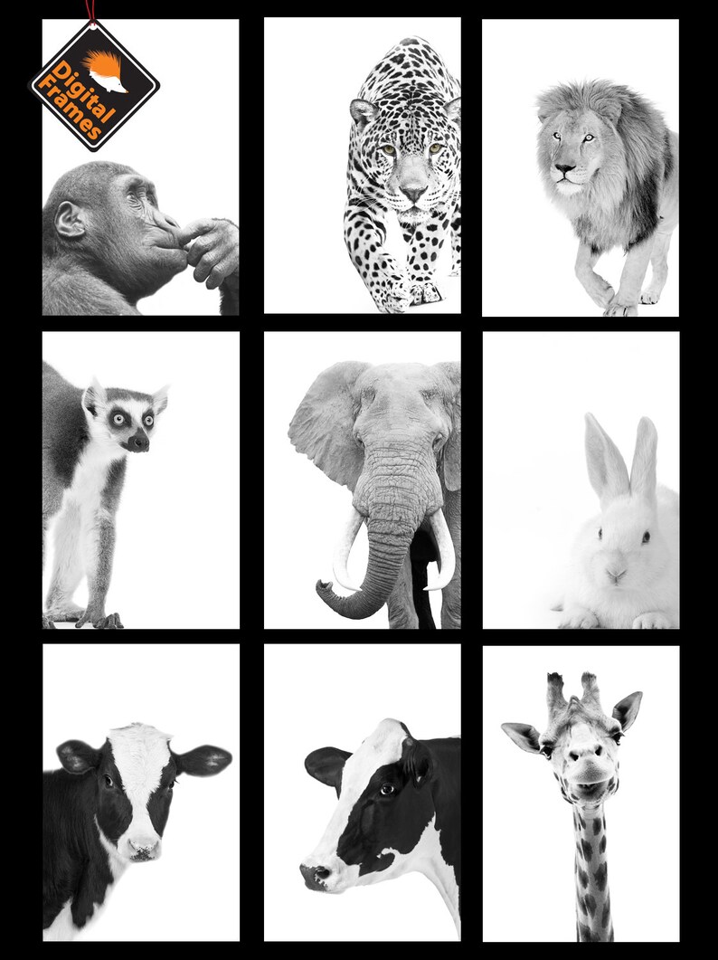 Sheep Wall Art 10 Formats Animal Poster Sheep Poster - Etsy