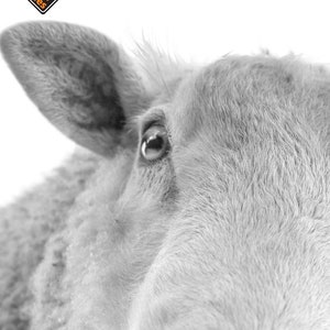 Sheep Wall Art, 10 Formats, Animal Poster, Sheep Poster, Modern Home ...