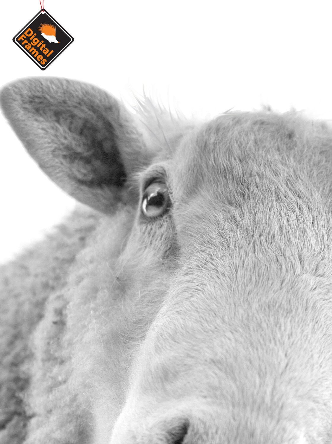 Sheep Wall Art, 10 Formats, Animal Poster, Sheep Poster, Modern Home ...