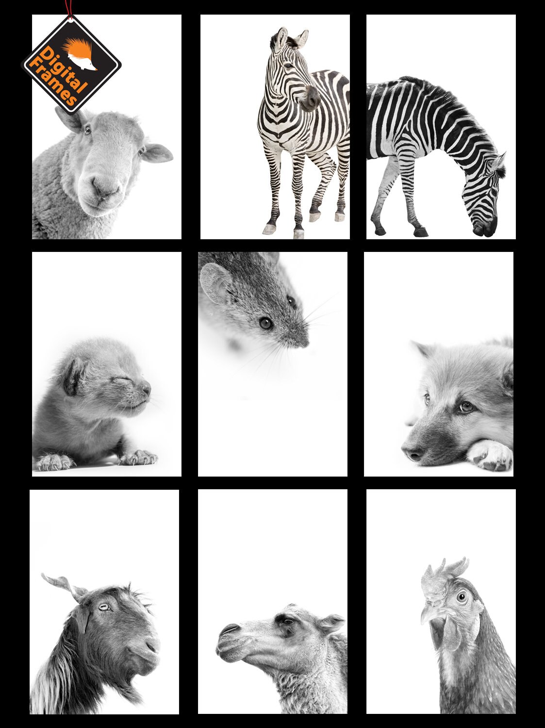 Sheep Wall Art 10 Formats Animal Poster Sheep Poster | Etsy