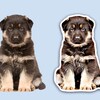 Therapy Dog Business Card Stickers Stickers for Children Service Dog ...
