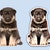 Therapy Dog Business Card Stickers Stickers for Children Service Dog ...