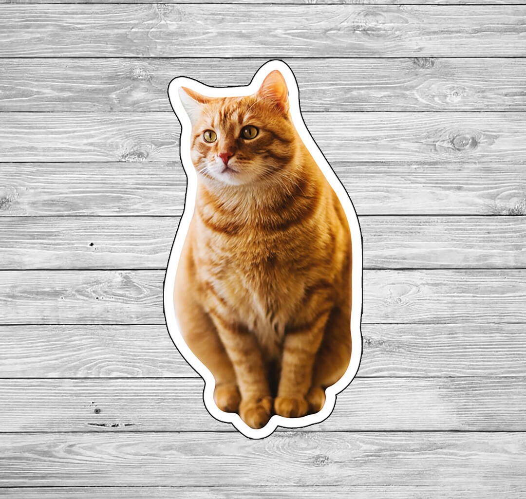 CUSTOM Cat Sticker | Upload Any Image - Etsy