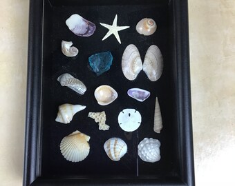 Seashell shadow box | Etsy