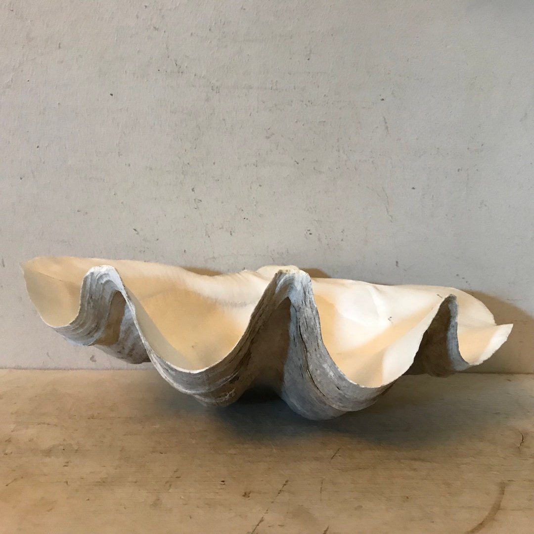 Antique Giant Clam Shell Specimen Garden Planter Sea Shell Beach Gigas ...