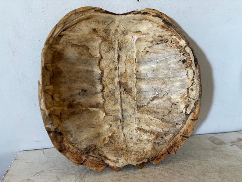 Vintage Turtle Shell Giant Taxidermy Curiosities Garden Natural ...