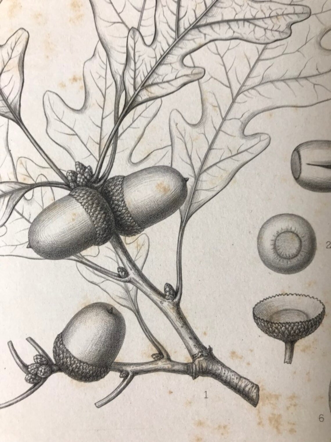 Antique Oak Acorn Print French Print Engraving 19th Century | Etsy