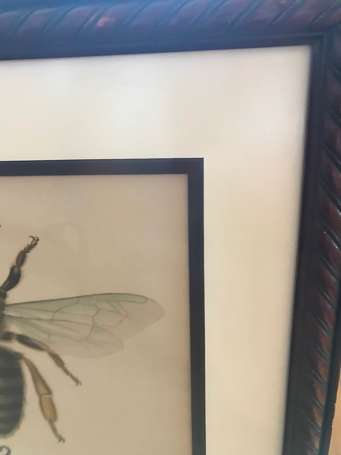 Antique Bee Chart Scientific Insect Chart Honey Bee Chart - Etsy