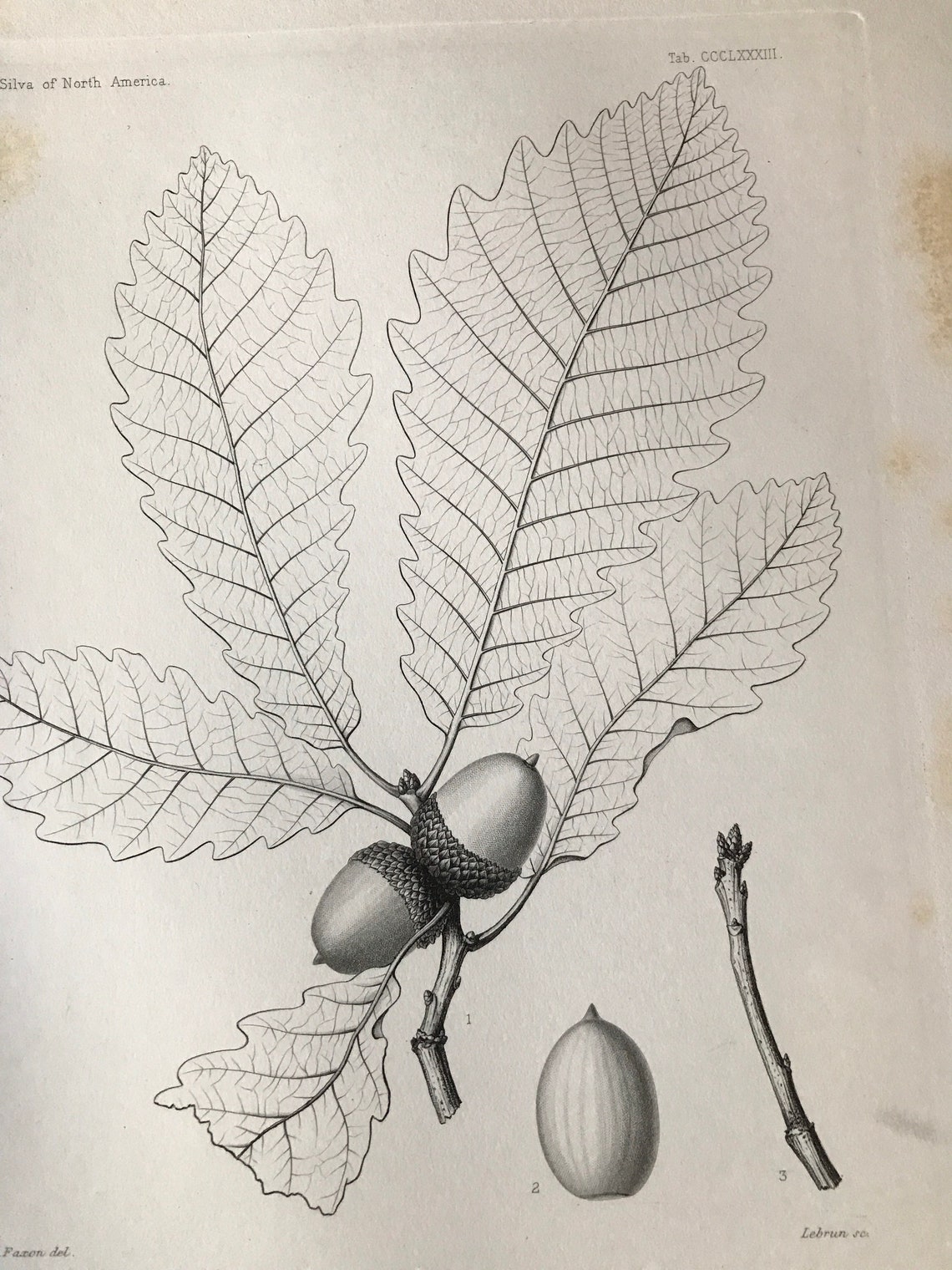 Antique Oak Acorn Print French Print Engraving 19th Century - Etsy