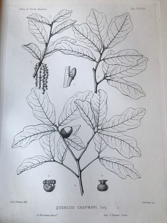 Antique Oak Acorn Print French Print Engraving 19th Century - Etsy