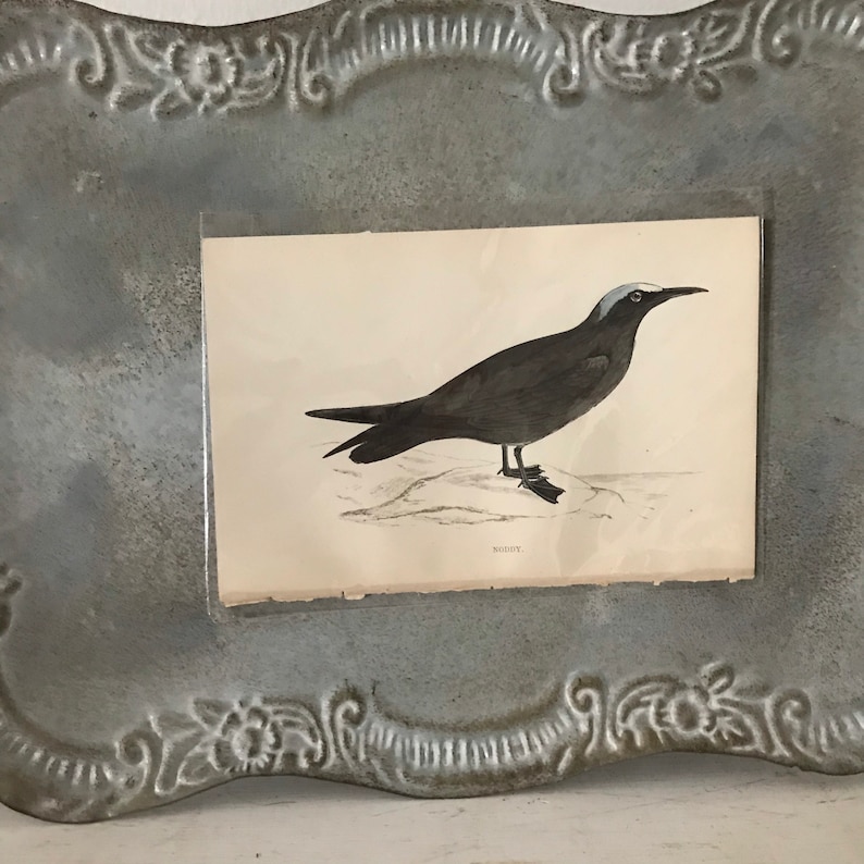 Antique Seagull Print Bird Engravings British Birds Study 19th Century - Etsy