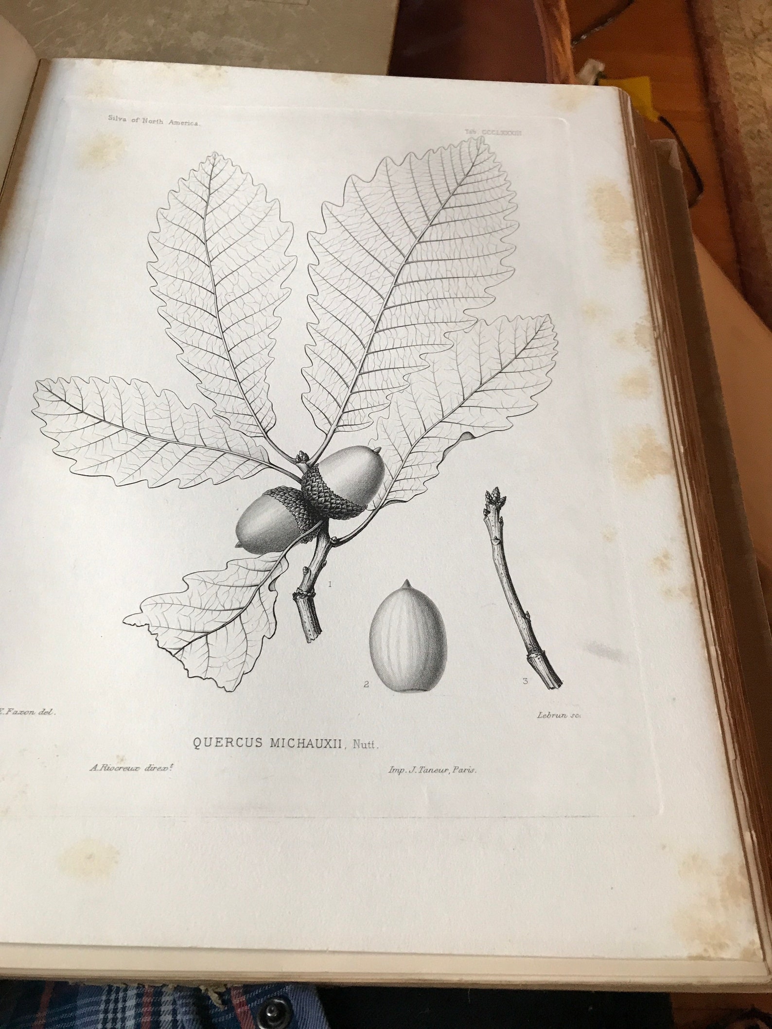 Antique Oak Acorn Print French Print Engraving 19th Century - Etsy