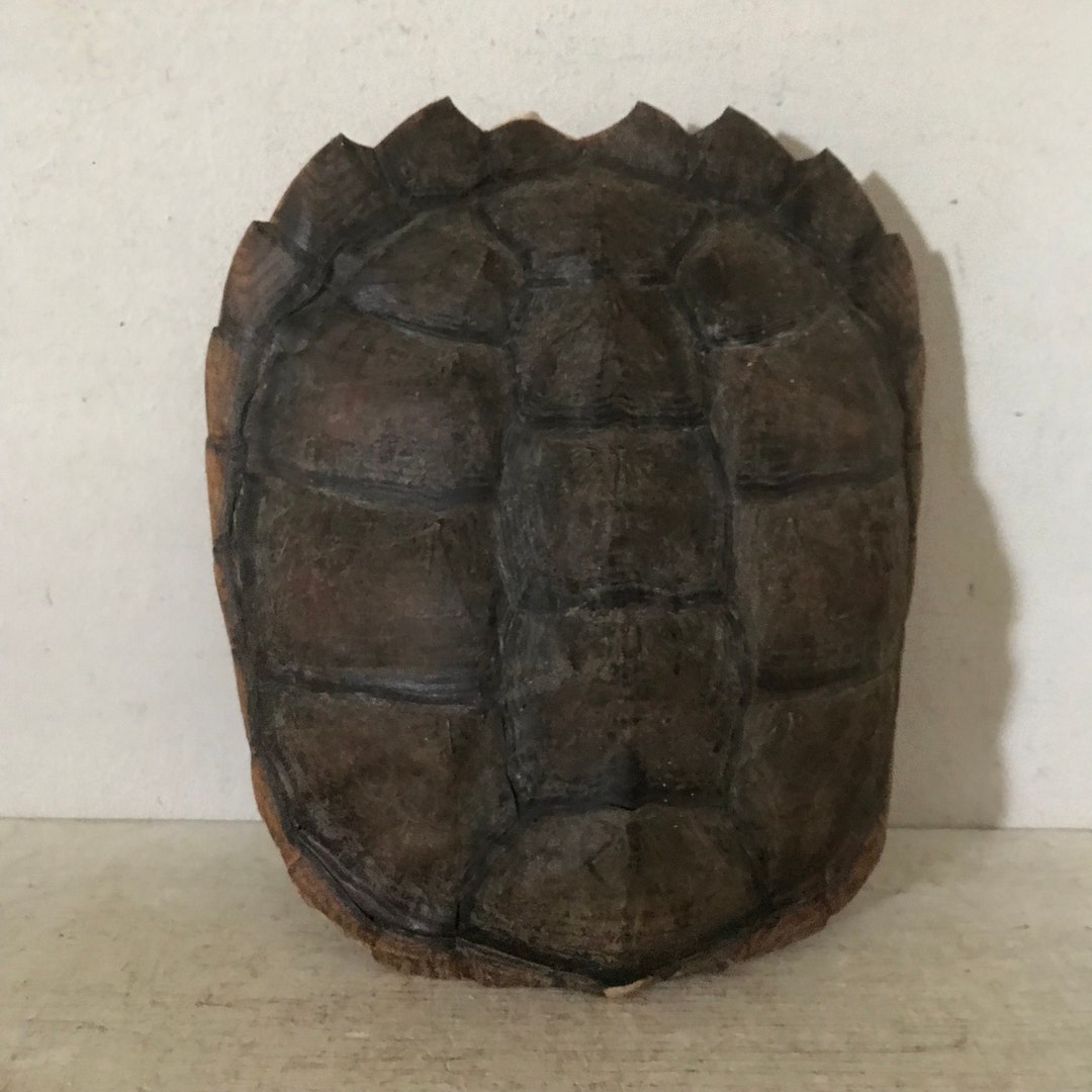 Vintage Turtle Shell Large Taxidermy Curiosities Garden Natural ...
