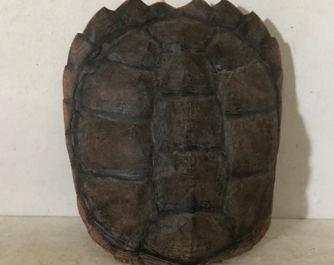 Vintage Turtle Shell Large Taxidermy Curiosities Garden Natural ...