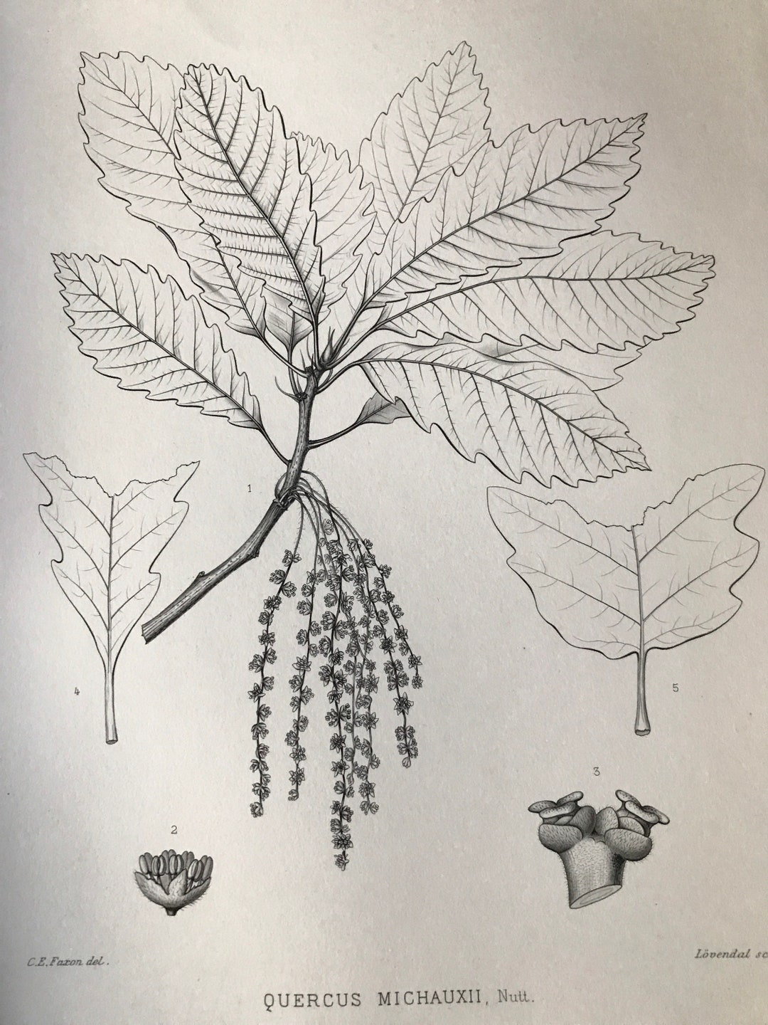 Antique Oak Acorn Print French Print Engraving 19th Century Trees of ...