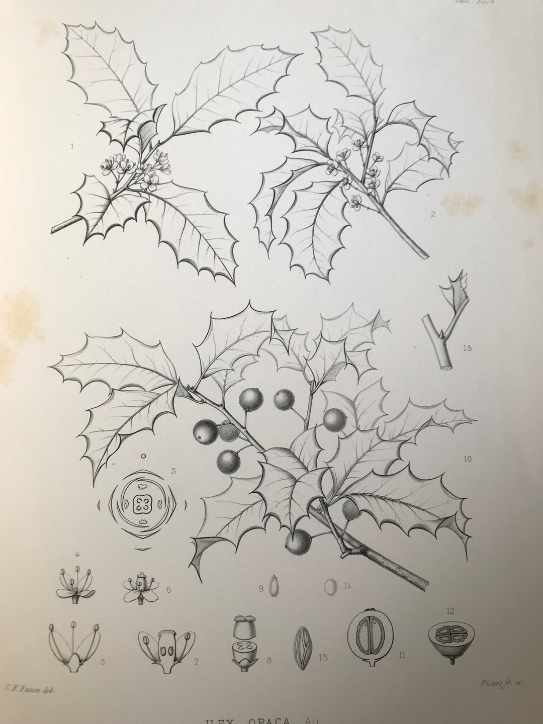 Antique French Holly Print Ilex 19th Century Trees North America ...