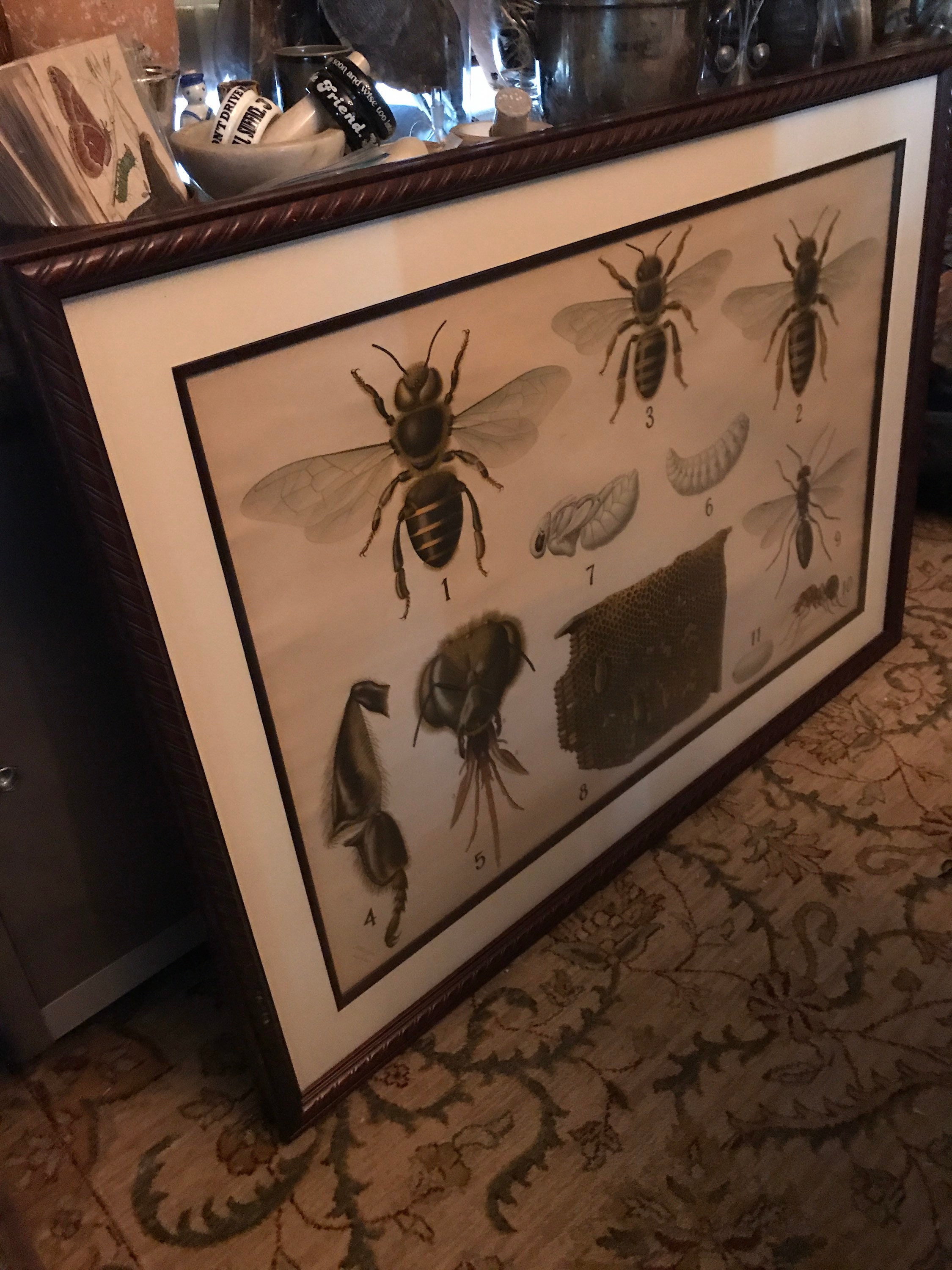 Antique Bee Chart Scientific Insect Chart Honey Bee Chart Insect Chart ...