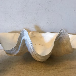 Antique Giant Clam Shell Specimen Garden Planter Sea Shell Beach Gigas ...