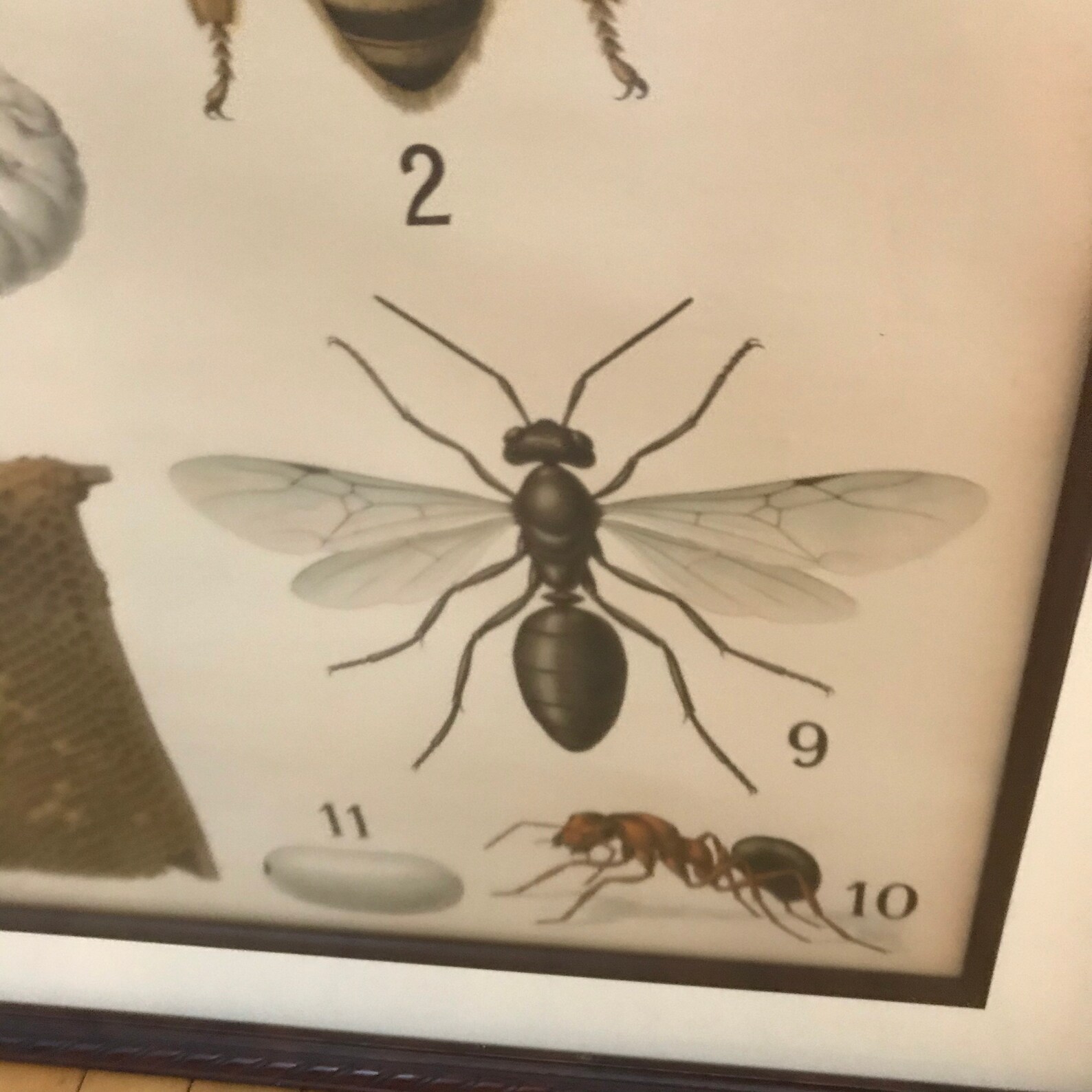 Antique Bee Chart Scientific Insect Chart Honey Bee Chart - Etsy