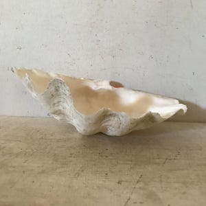 Antique Giant Clam Shell Specimen Garden Planter Sea Shell Beach Gigas ...