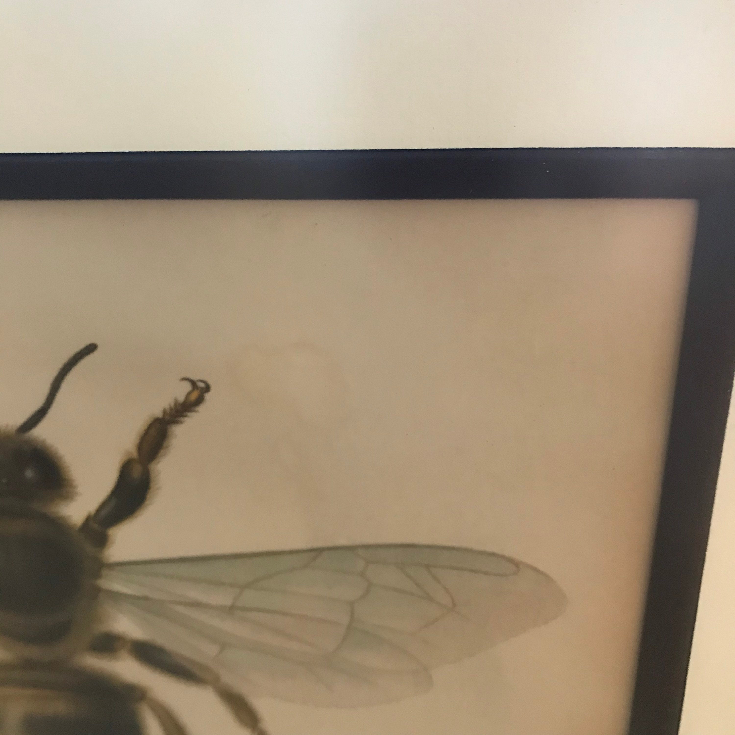 Antique Bee Chart Scientific Insect Chart Honey Bee Chart - Etsy