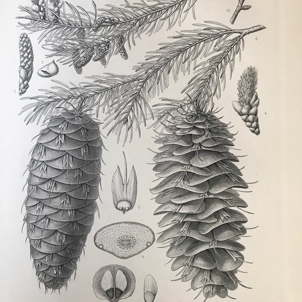 Hemlock Tree Cones - Etsy